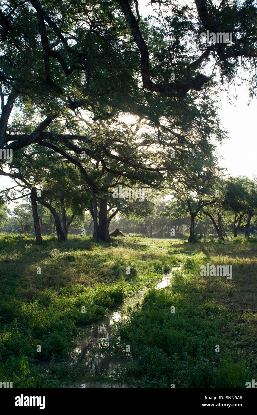 Stunning landscape from Zimbabwe's Mana Pools National Park Stock Photo ...