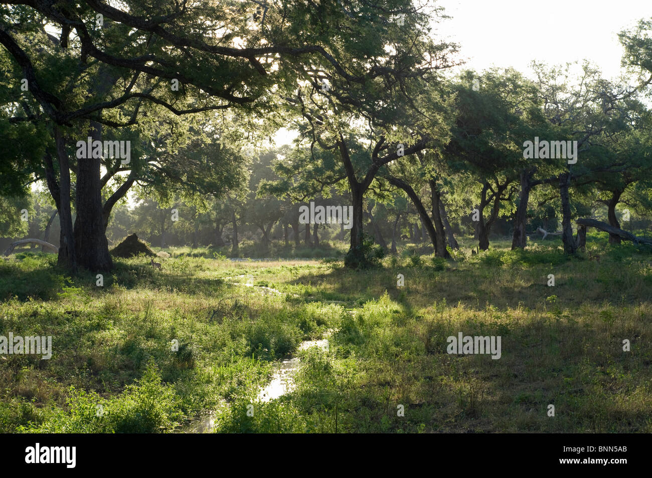 Stunning landscape from Zimbabwe's Mana Pools National Park Stock Photo ...