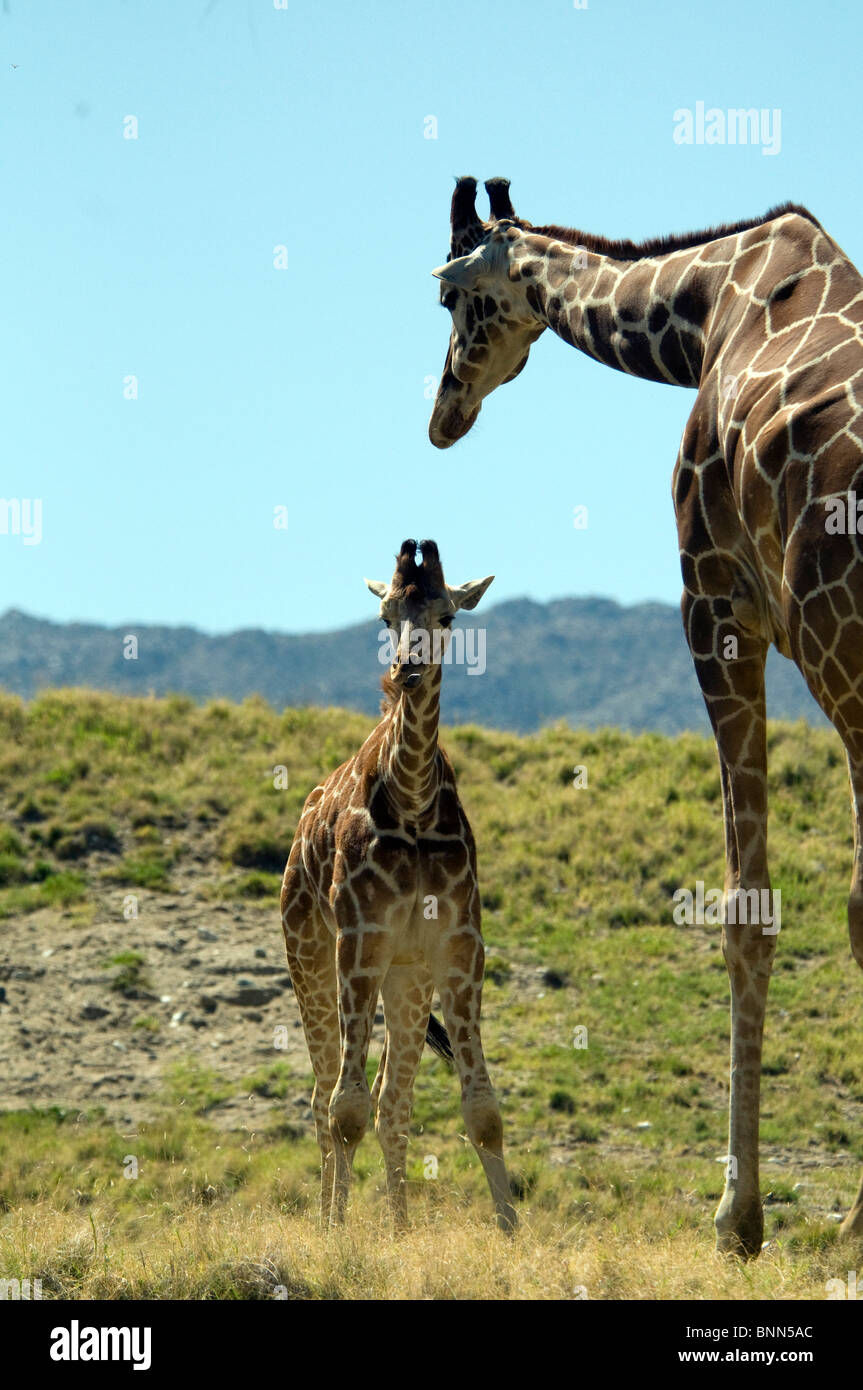 giraffe The Somali Giraffe Reticulated Giraffe Giraffa camelopardalis ...