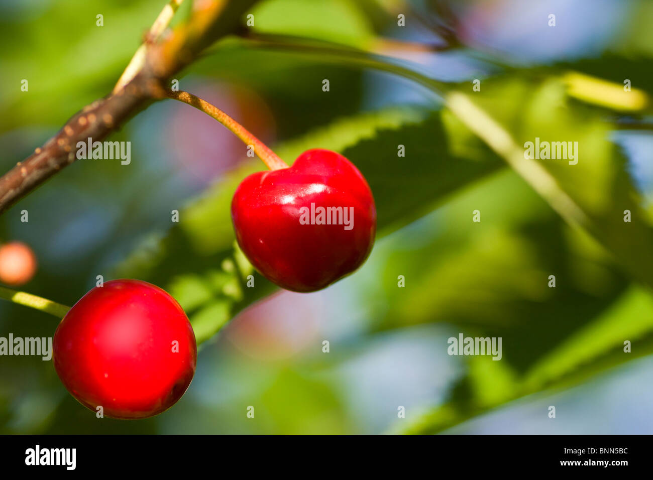 Pair of red cherry fruit on the tree Stock Photo - Alamy