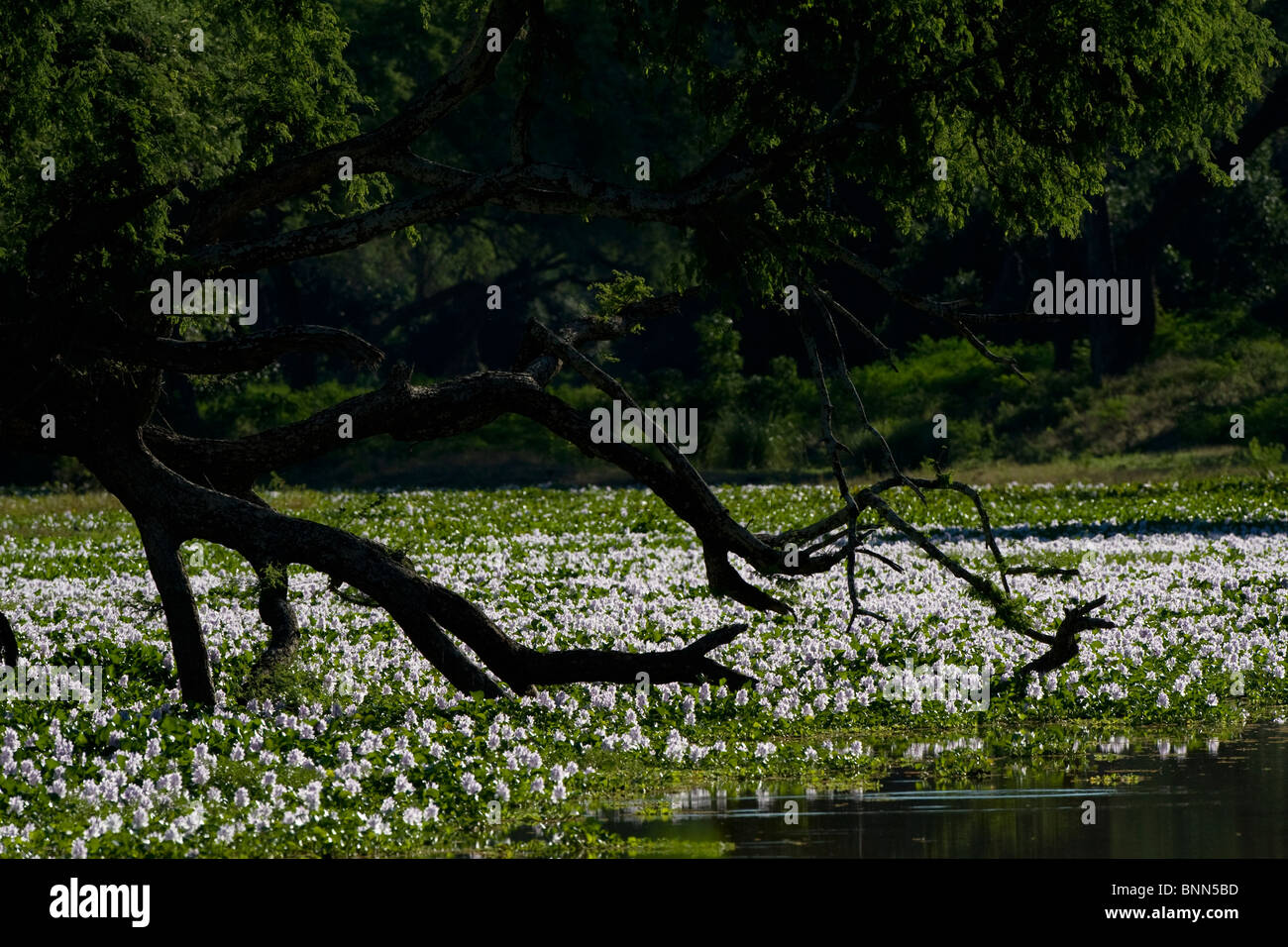 Stunning landscape from Zimbabwe's Mana Pools National Park Stock Photo ...