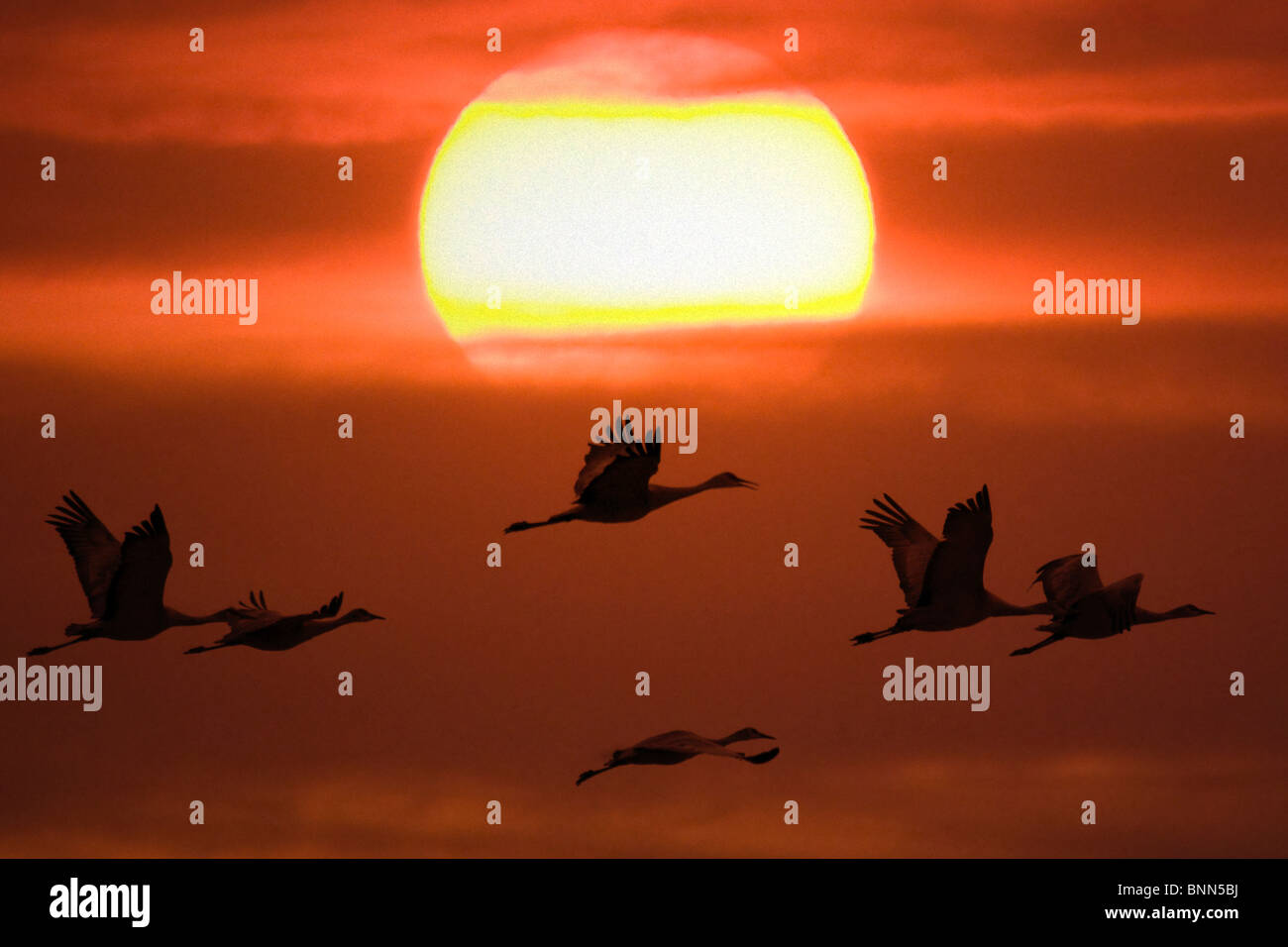 Sandhill Crane migration cranes birds grus canadensis along platte ...