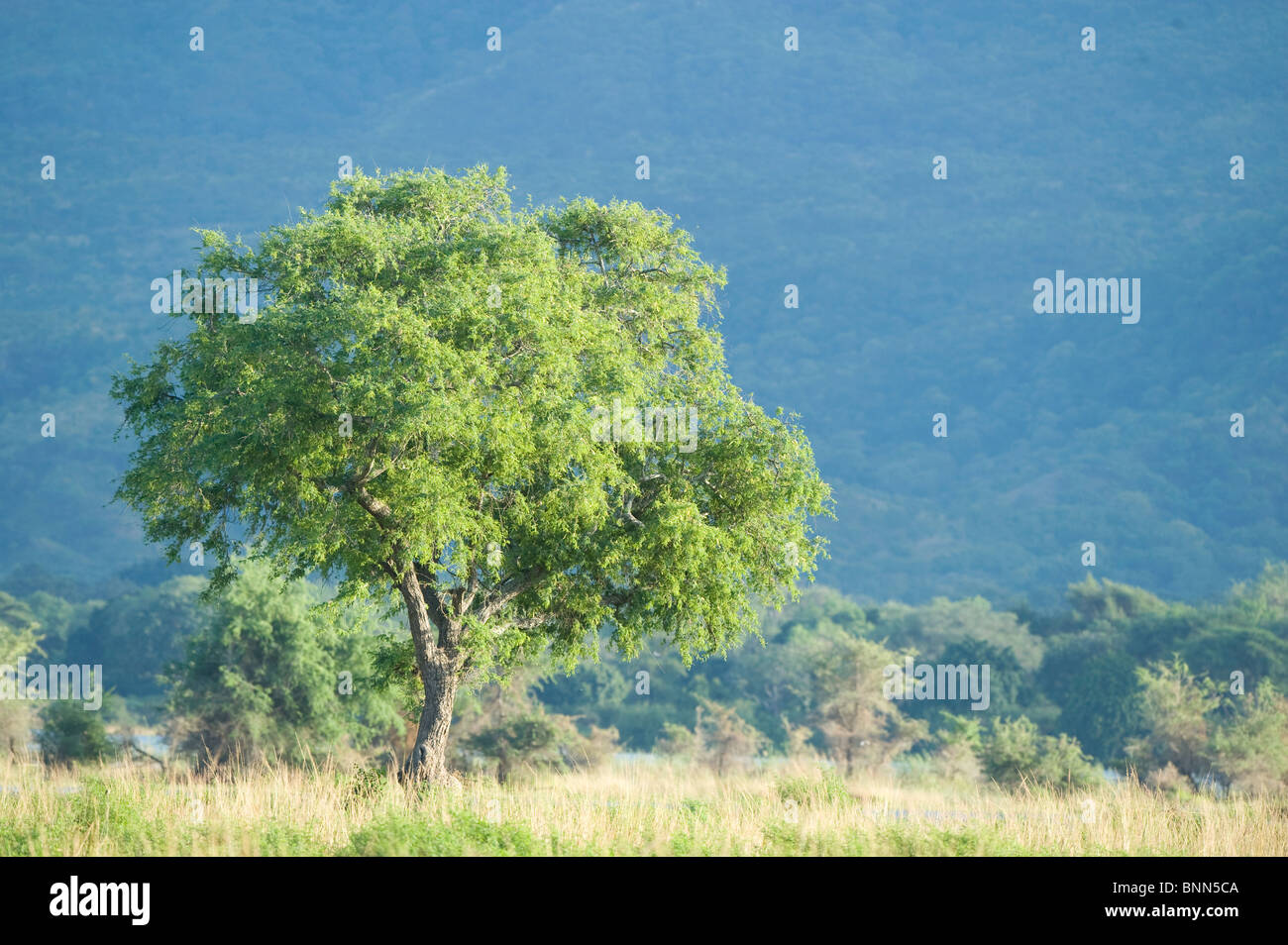 Stunning landscape from Zimbabwe's Mana Pools National Park Stock Photo ...