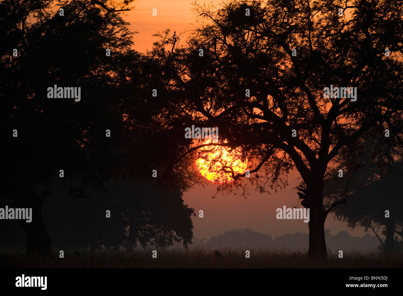 Stunning landscape of Zimbabwe's Mana Pools National Park Stock Photo ...