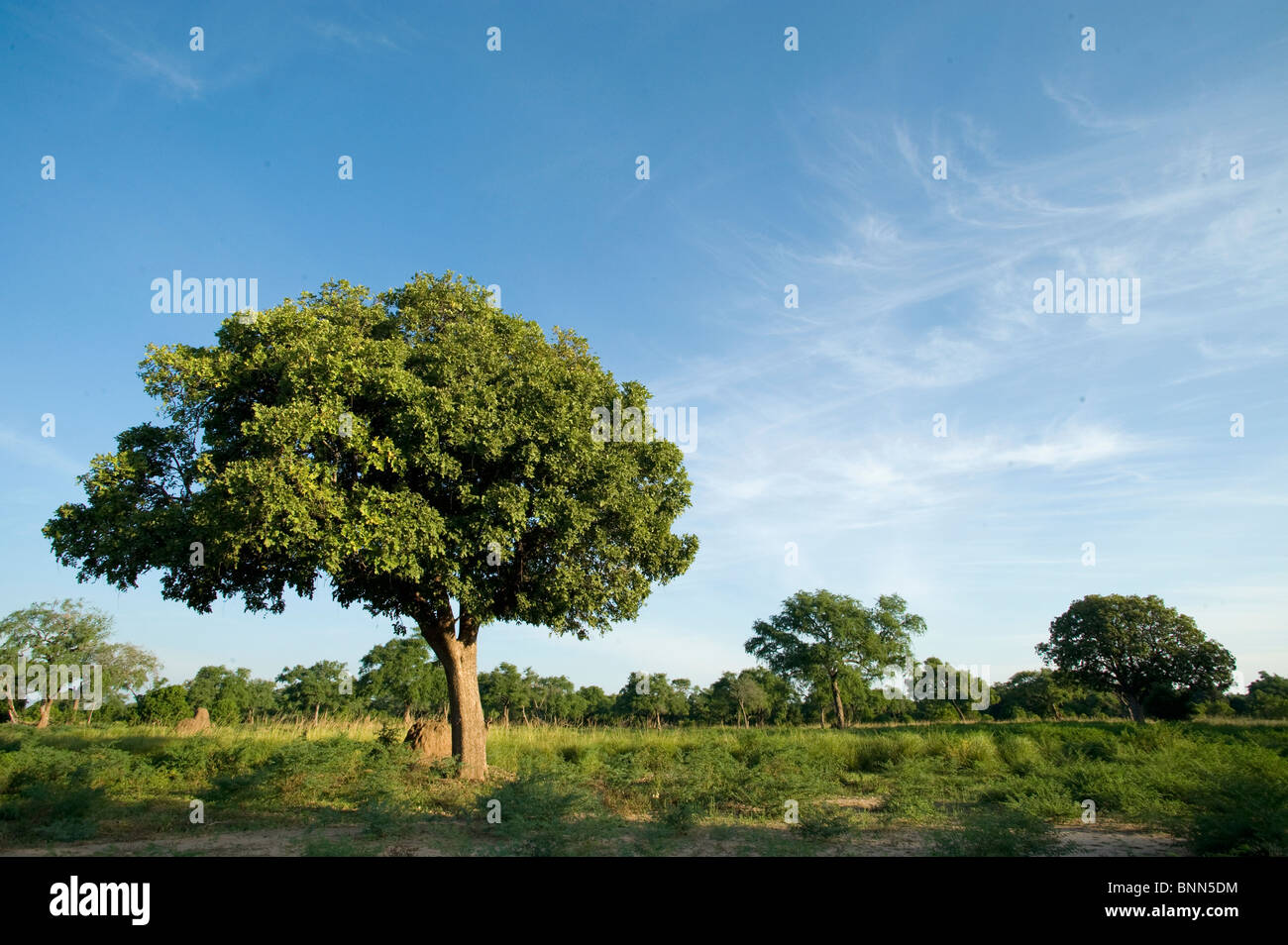 Stunning landscape of Zimbabwe's Mana Pools National Park Stock Photo ...