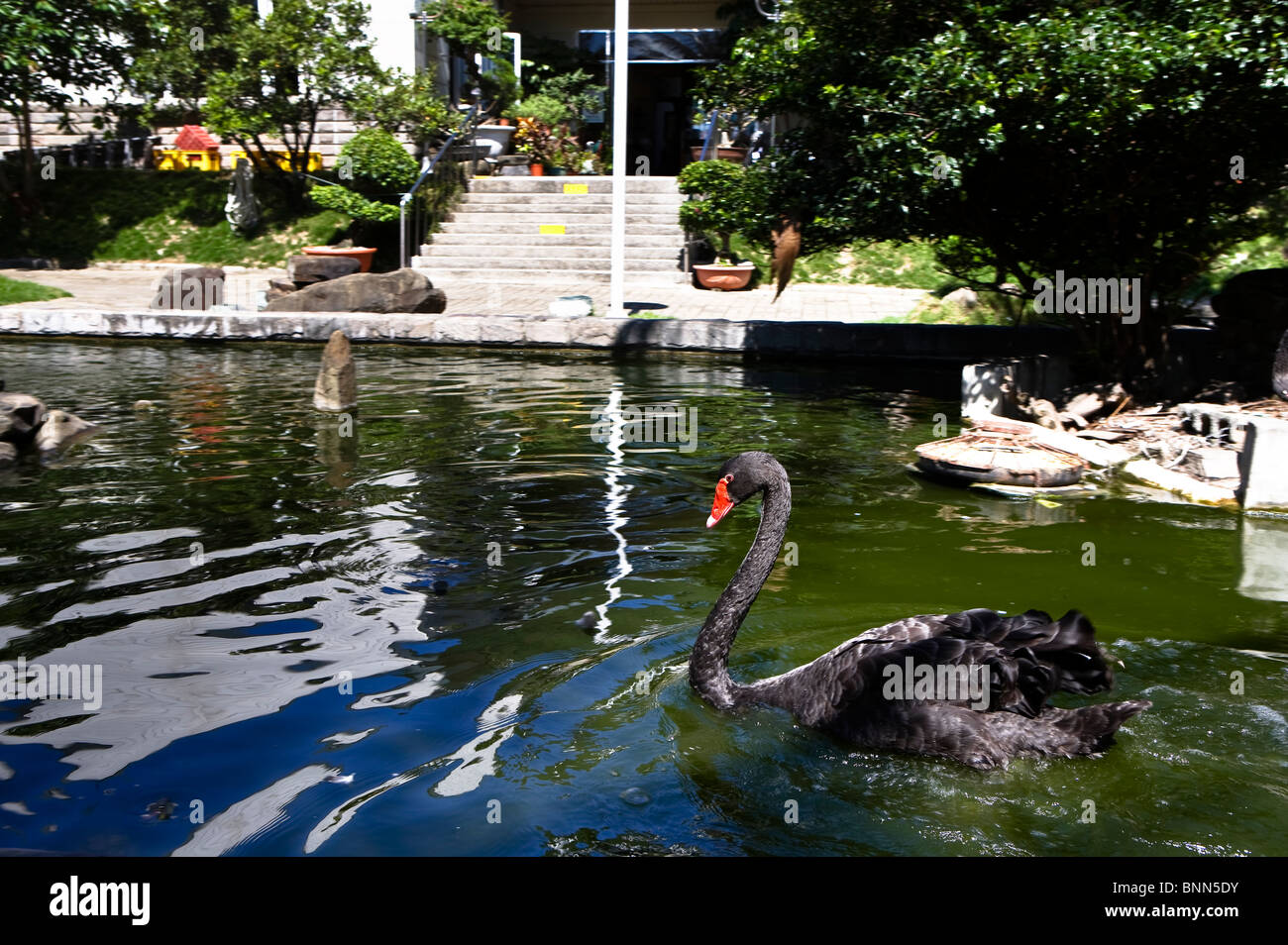 A black swan swimming in the pool Stock Photo - Alamy