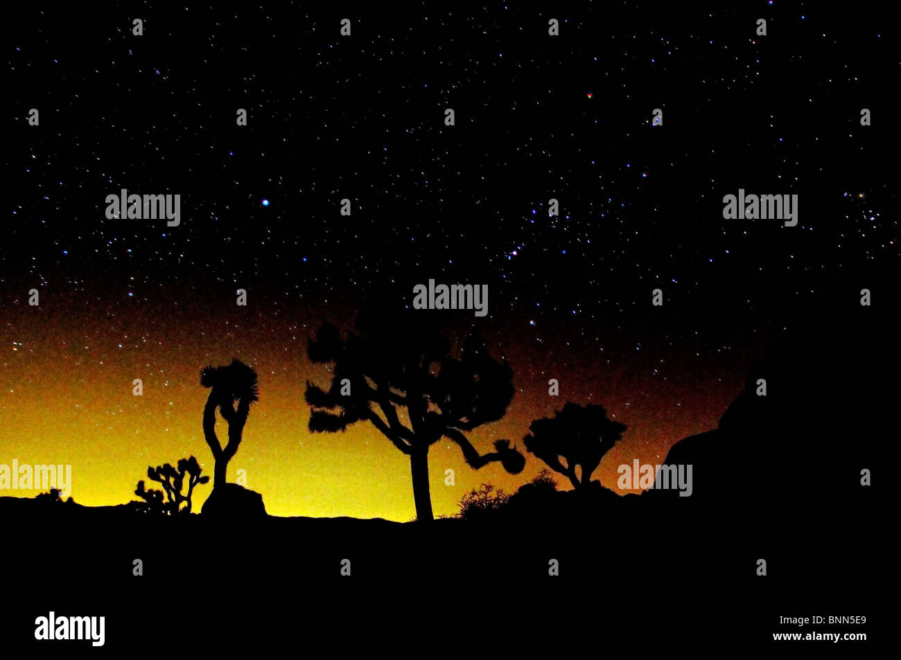 Joshua Tree National Park darkness night stars starry sky landscape ...