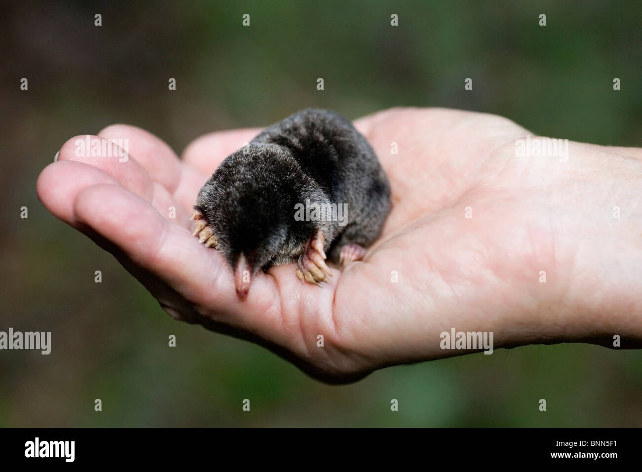 Close-up of Hairy-Tailed Mole - Brevard, North Carolina, USA Stock ...
