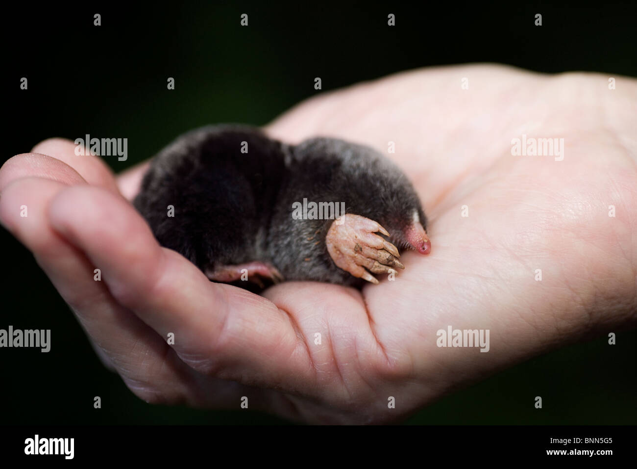 Close up front paw of Hairy-Tailed Mole - Brevard, North Carolina, USA ...