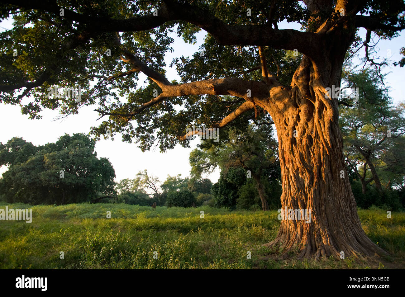 Zimbabwes natural heritage hi-res stock photography and images - Alamy
