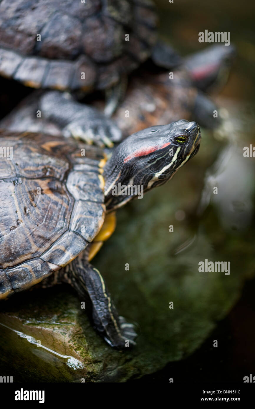 Red eared terrapin hi-res stock photography and images - Alamy