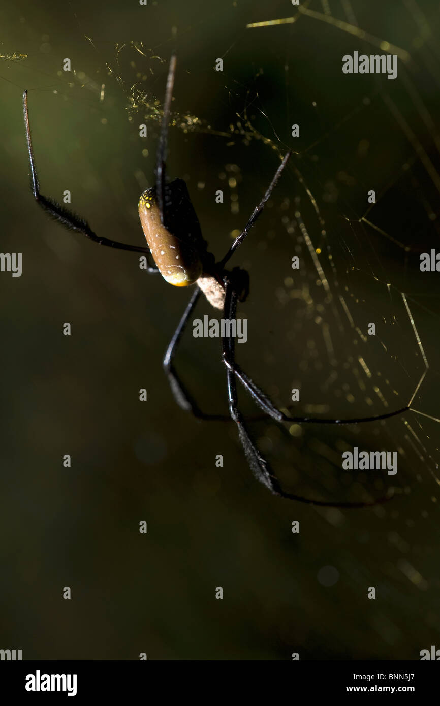 Large african spider hi-res stock photography and images - Alamy