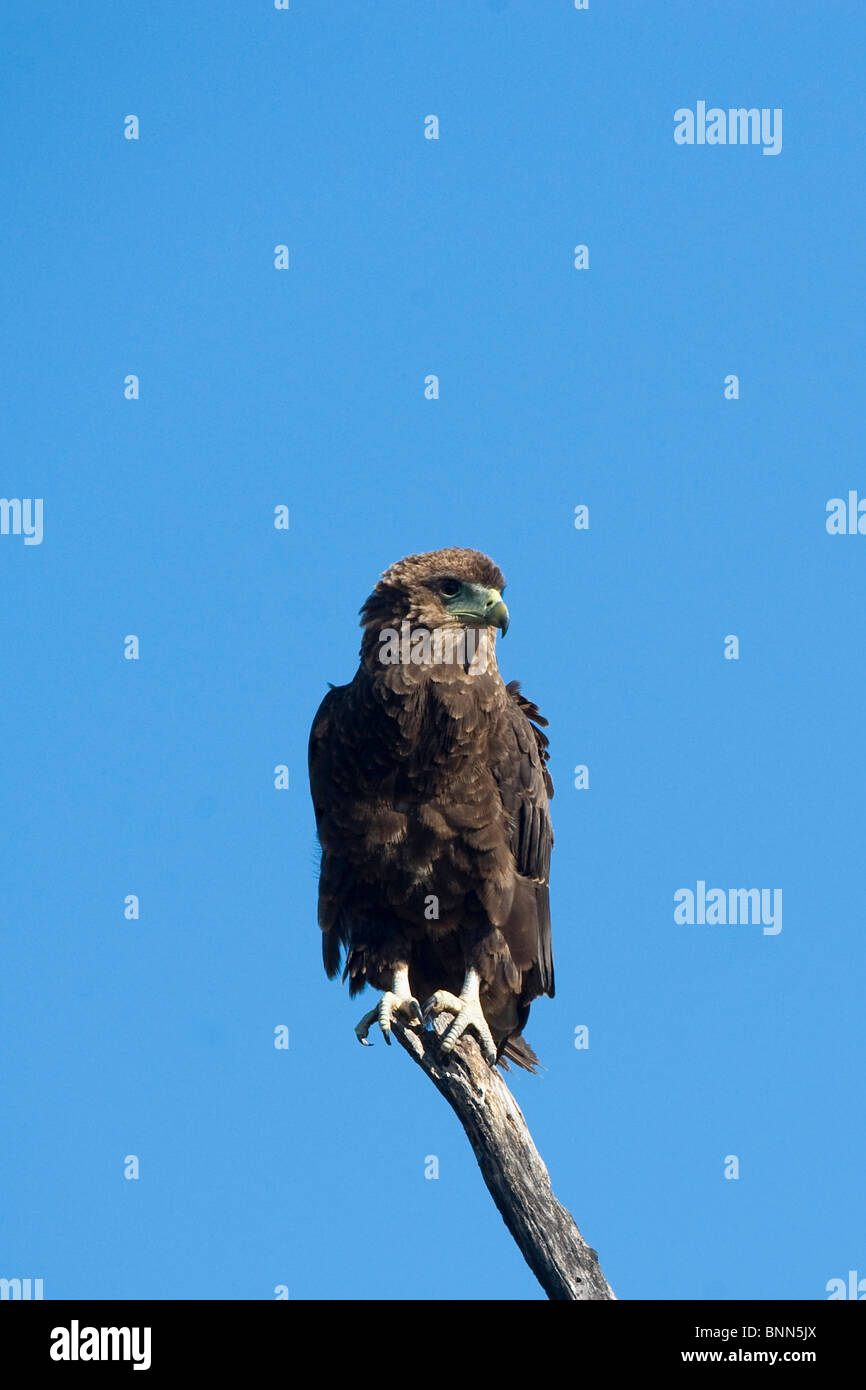 A Brown Snake Eagle perches on a tree in Zimbabwe's Gonarezhou National ...