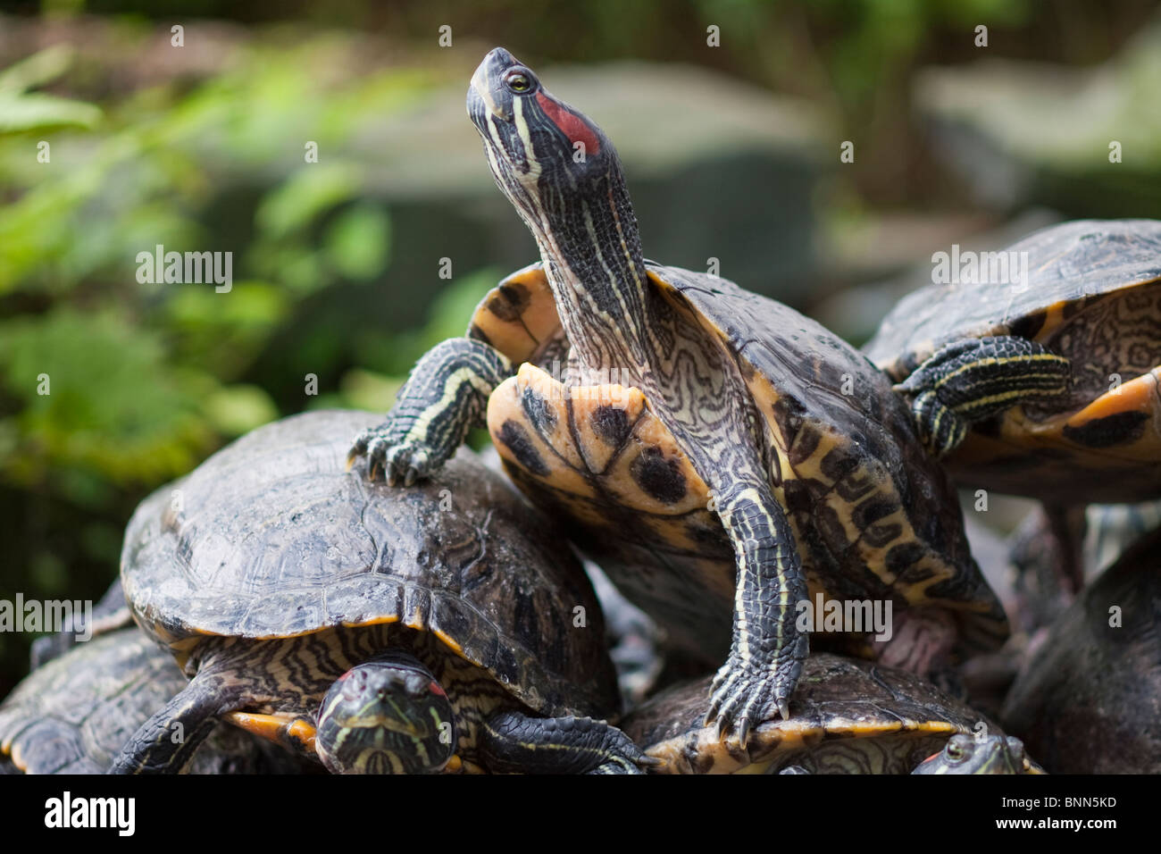 Red Eared Terrapin (Trachemys scripe elegans Stock Photo - Alamy