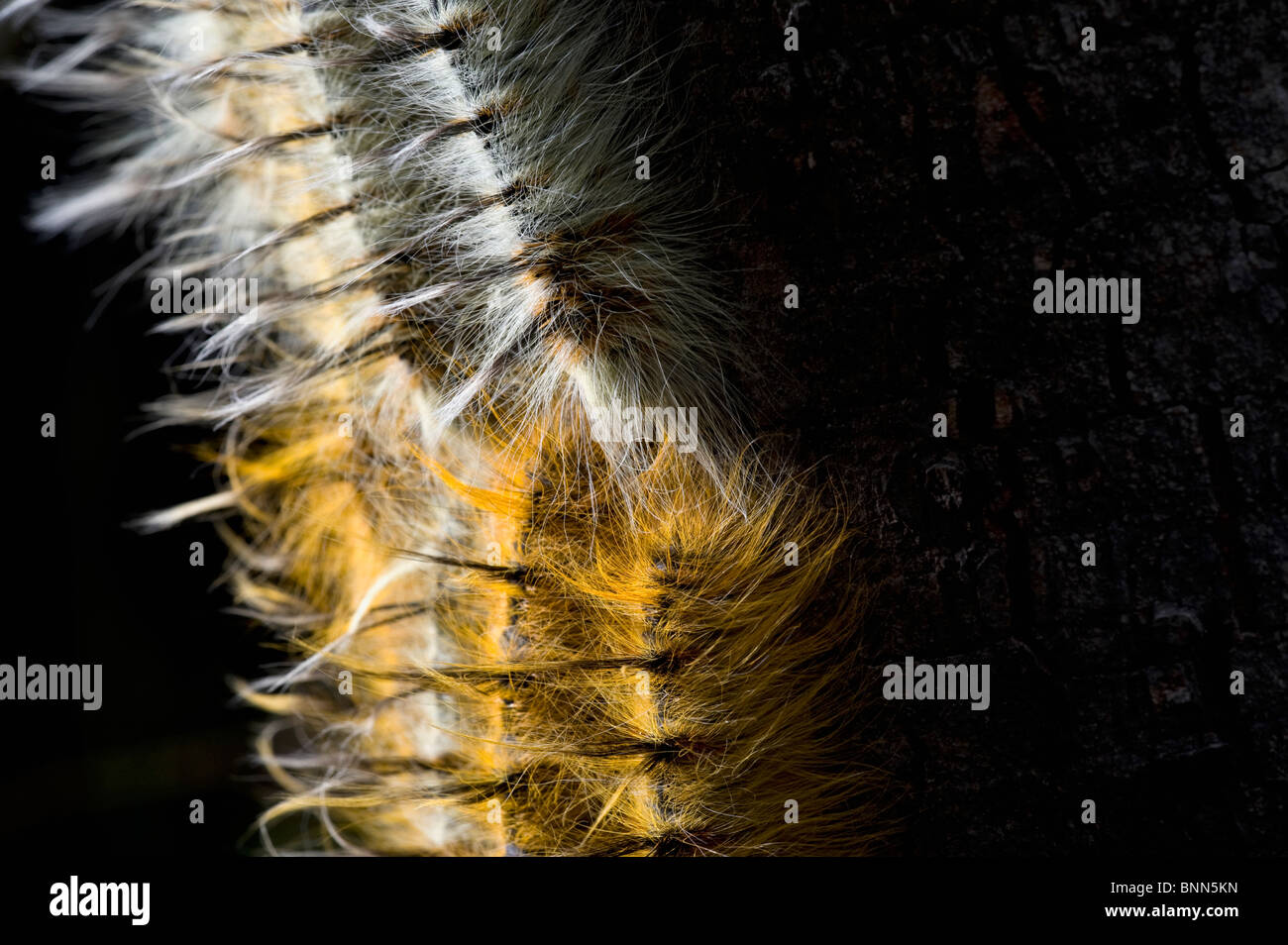 Ngezi National Park Stock Photo - Alamy