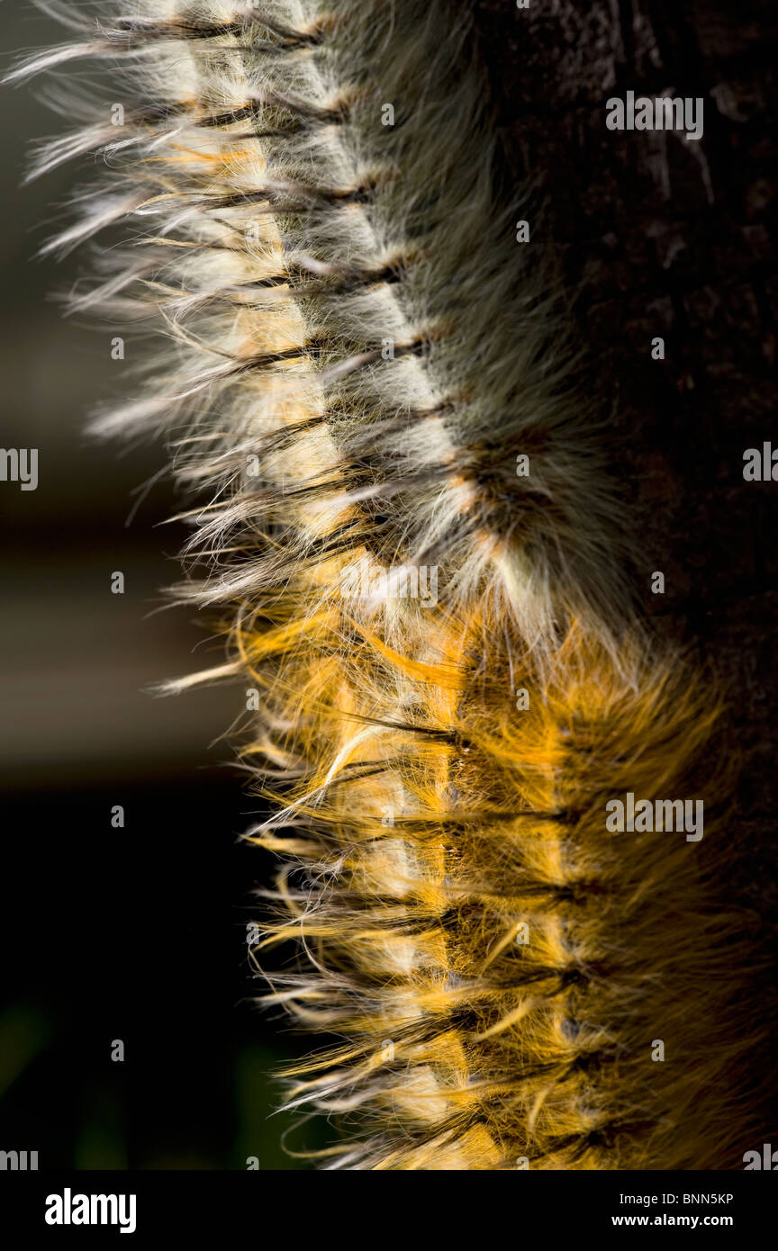 Ngezi National Park Stock Photo - Alamy