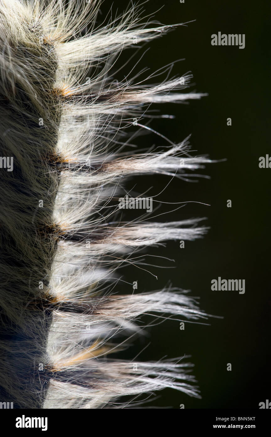 Ngezi National Park Stock Photo - Alamy