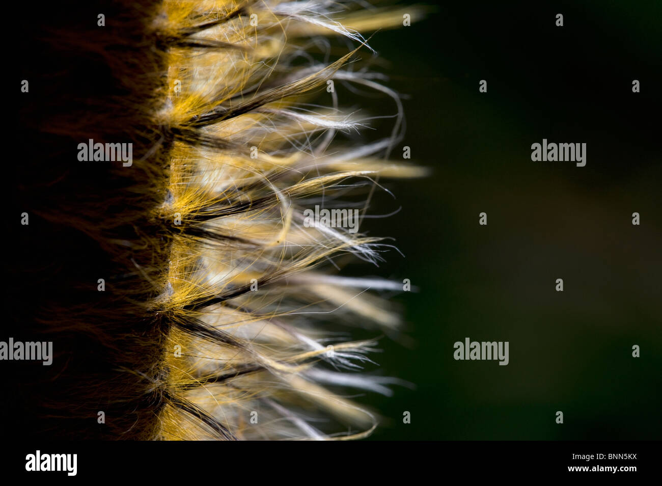 Ngezi National Park Stock Photo - Alamy