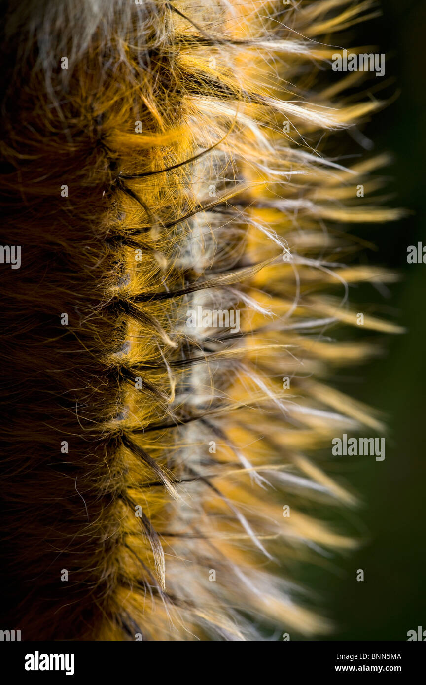 Ngezi National Park Stock Photo - Alamy