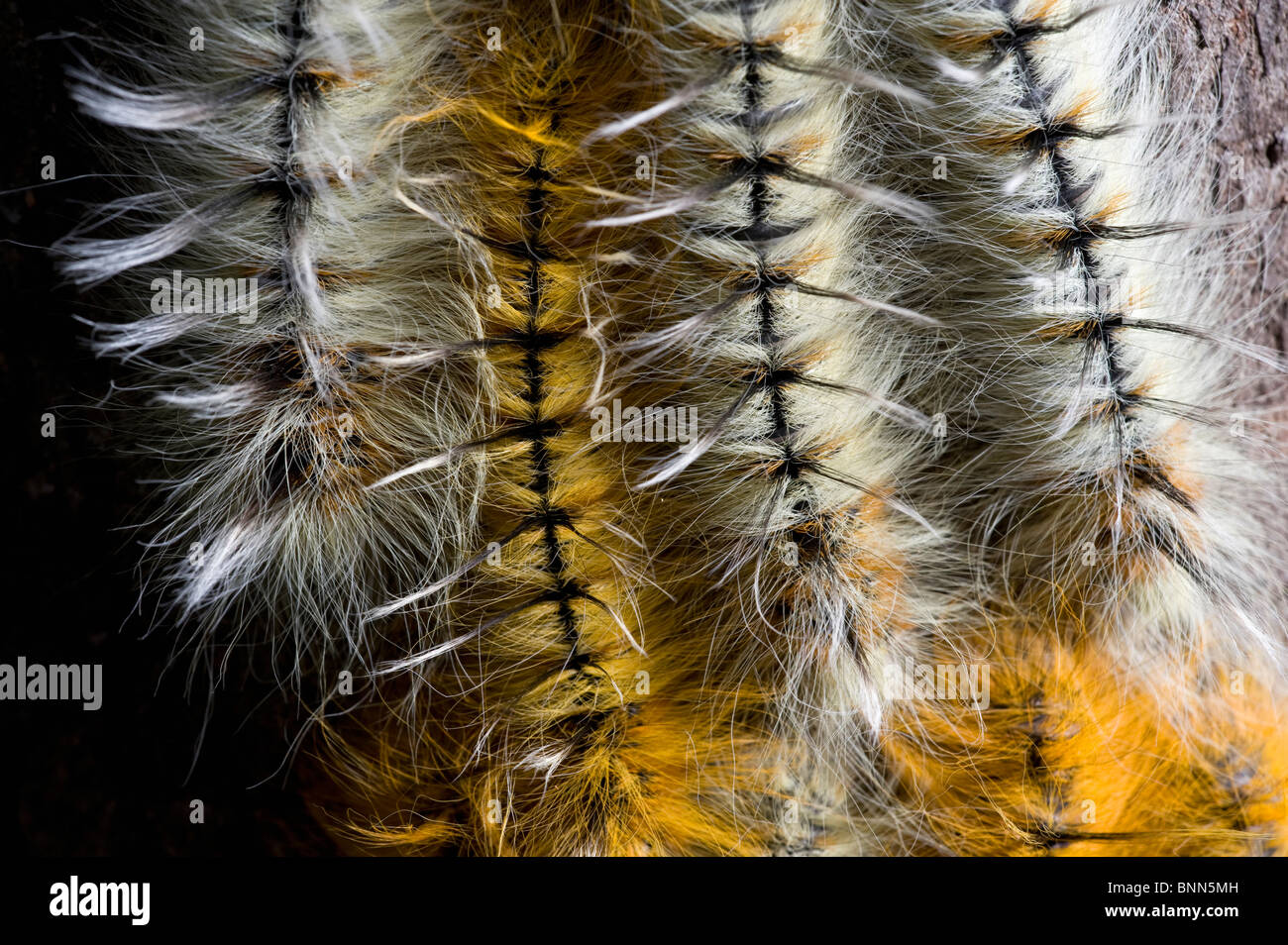 Transmogrification hi-res stock photography and images - Alamy