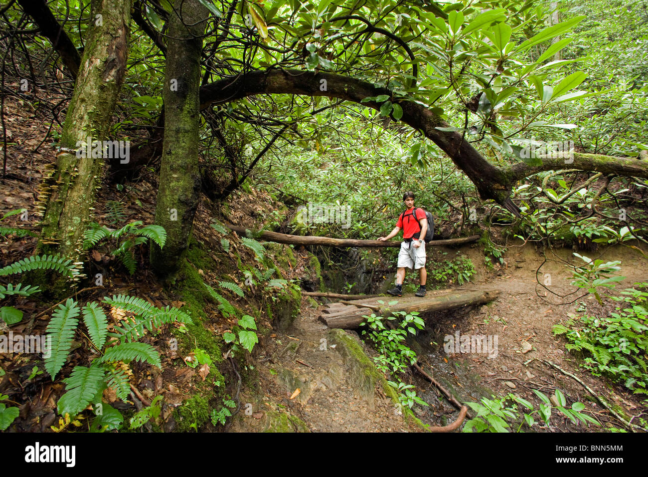 Hiker on North Slope Trail - Pisgah National Forest, near Brevard ...