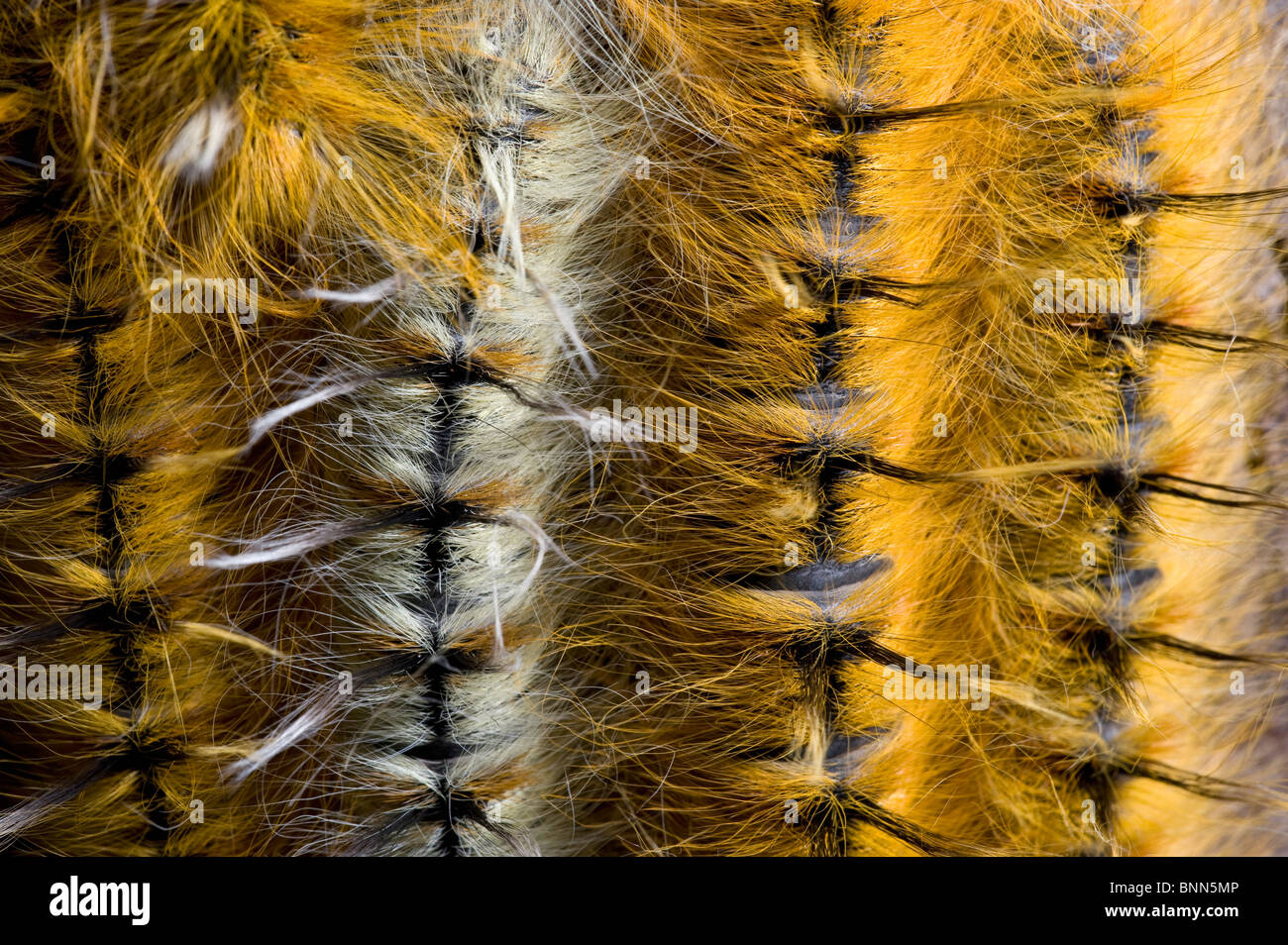 Butterflies of zimbabwe hi-res stock photography and images - Alamy