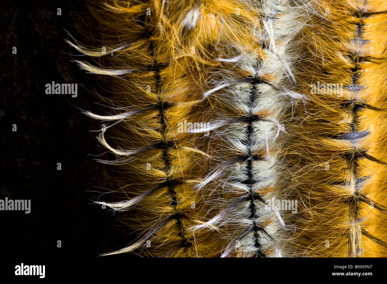 Butterflies of zimbabwe hi-res stock photography and images - Alamy