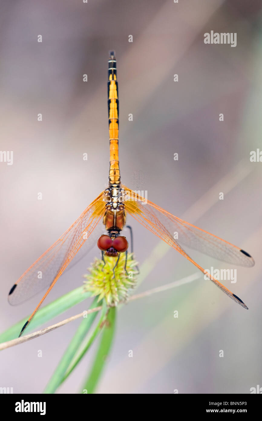 Ngezi National Park Stock Photo - Alamy