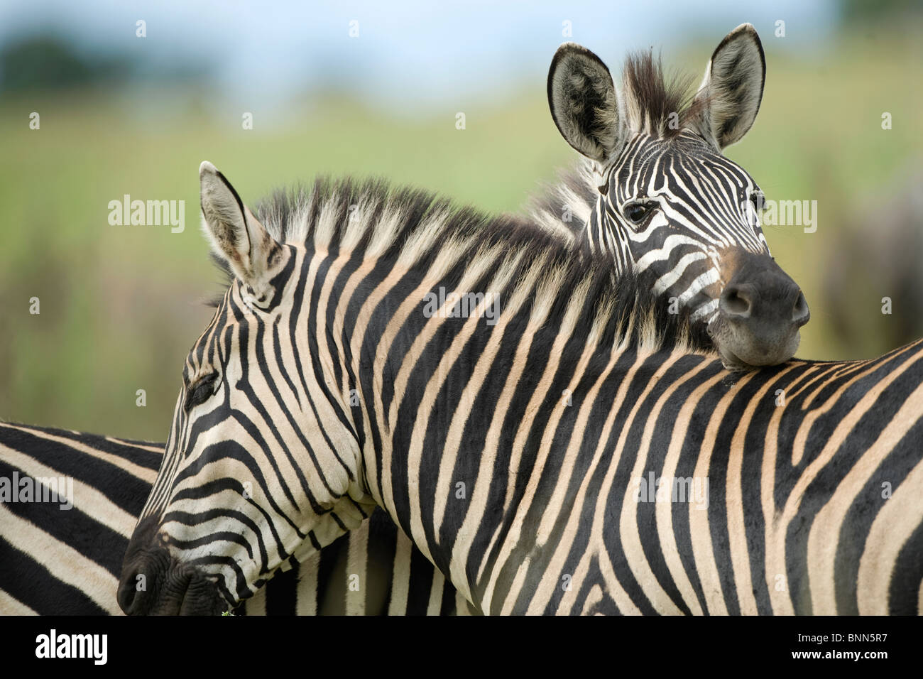 Zebra Equus burchelli African mammal African ungulate non ruminate ...