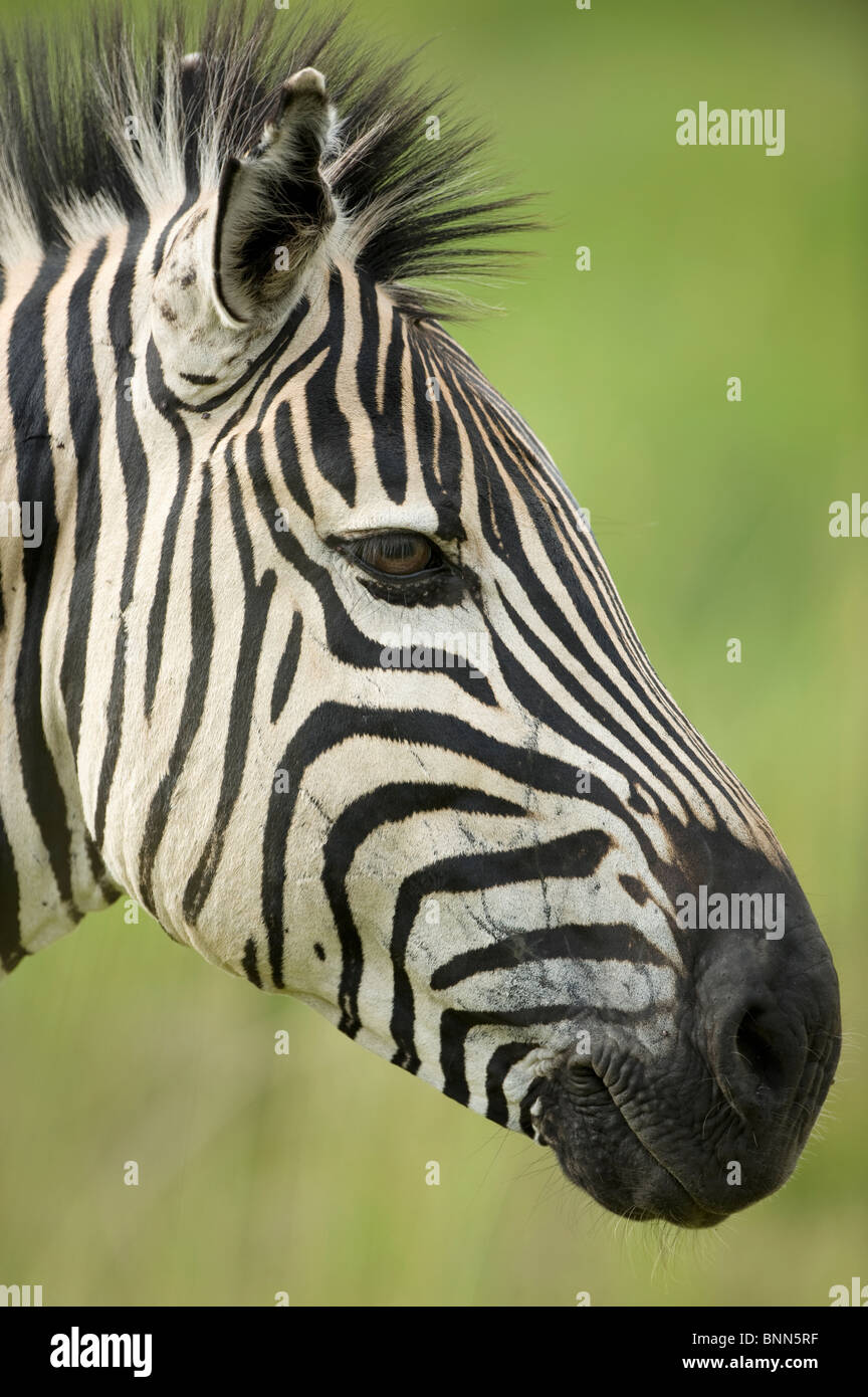 Zebra Equus burchelli African mammal African ungulate non ruminate ...