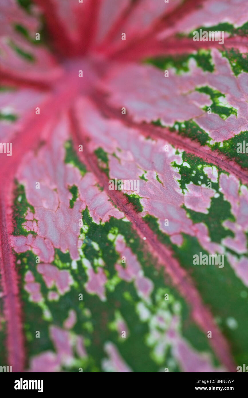 Red leaf close up Stock Photo - Alamy