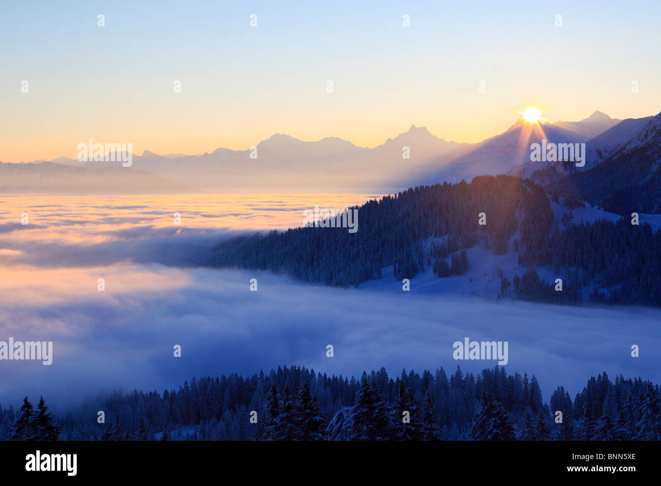 Alps alpine Alpine panorama view tree tree border mountain mountain ...