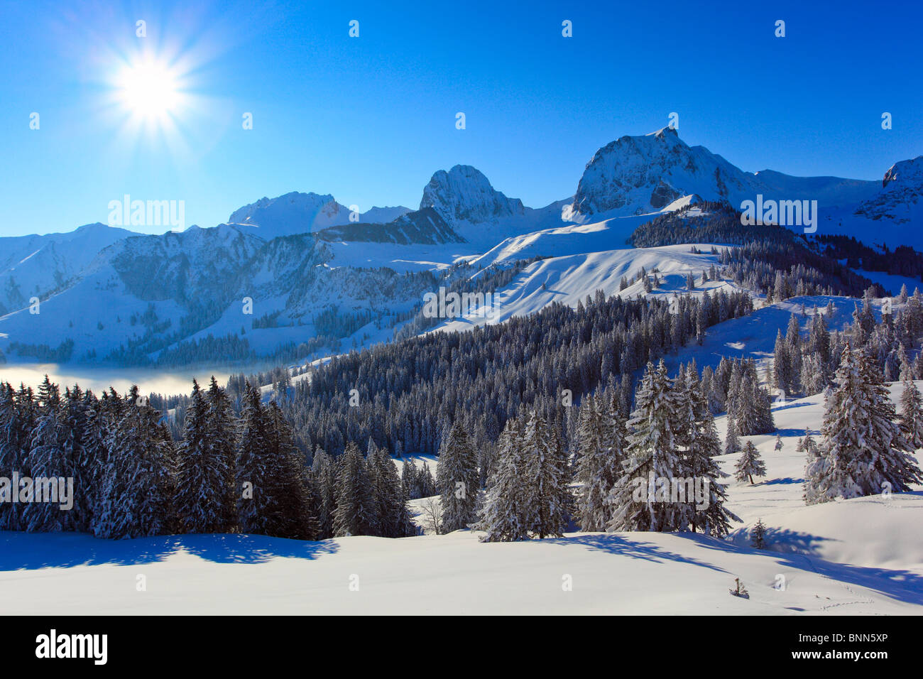 Alps alpine Alpine panorama view tree tree border mountain mountain ...