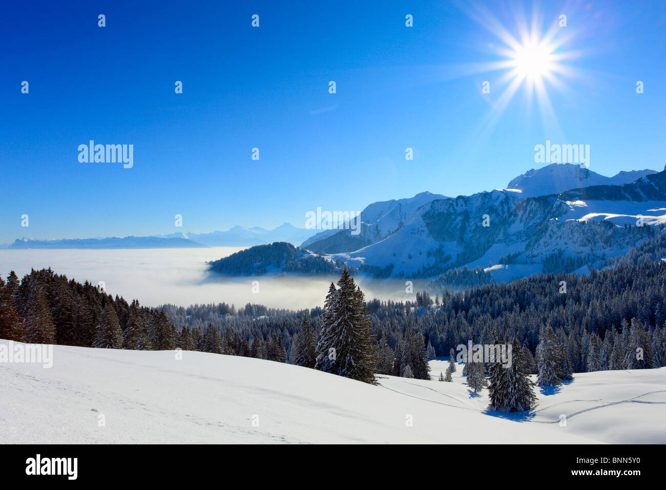 Alps alpine Alpine panorama view tree tree border mountain mountain ...
