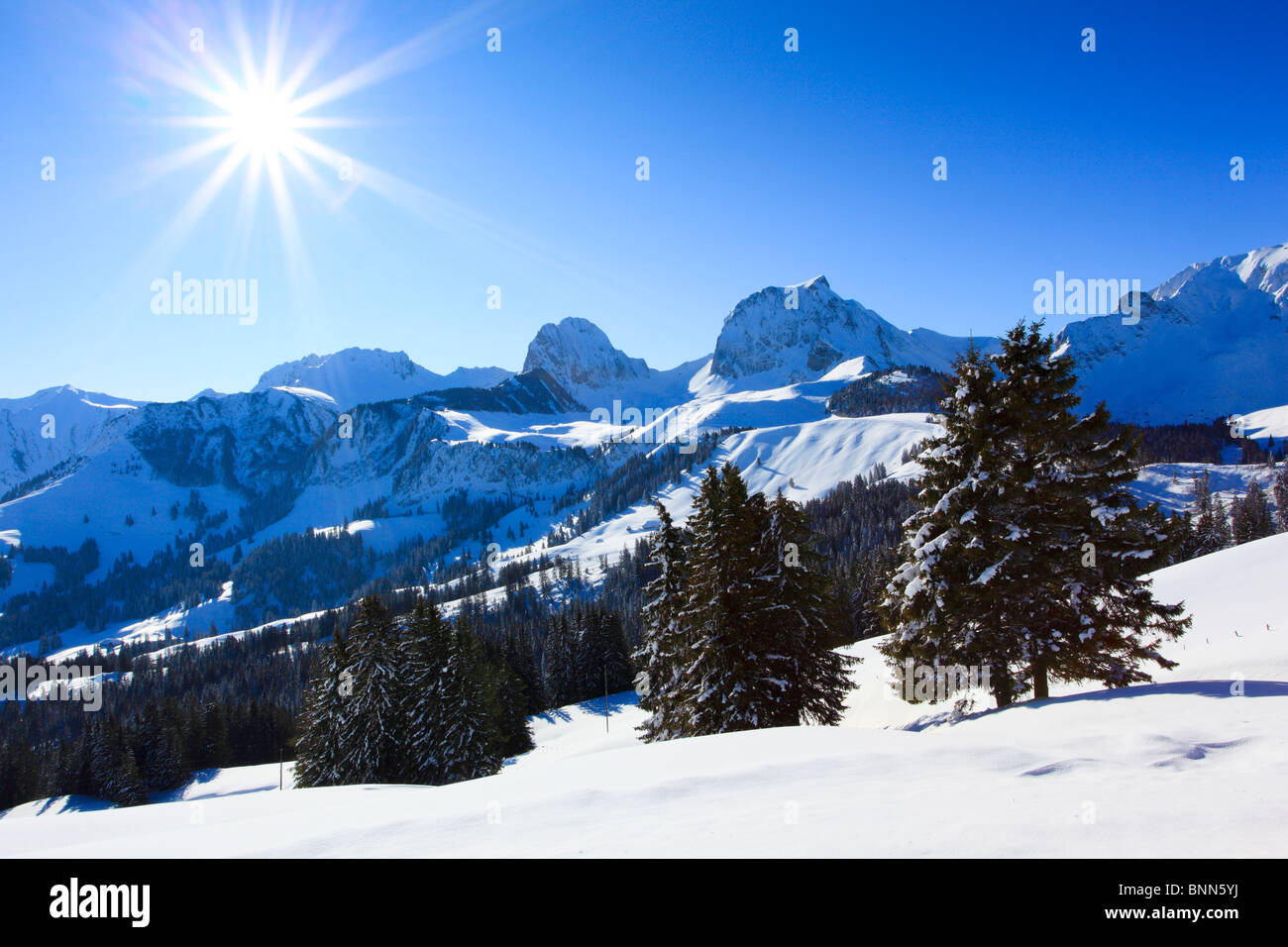 Alps alpine Alpine panorama view tree tree border mountain mountain ...