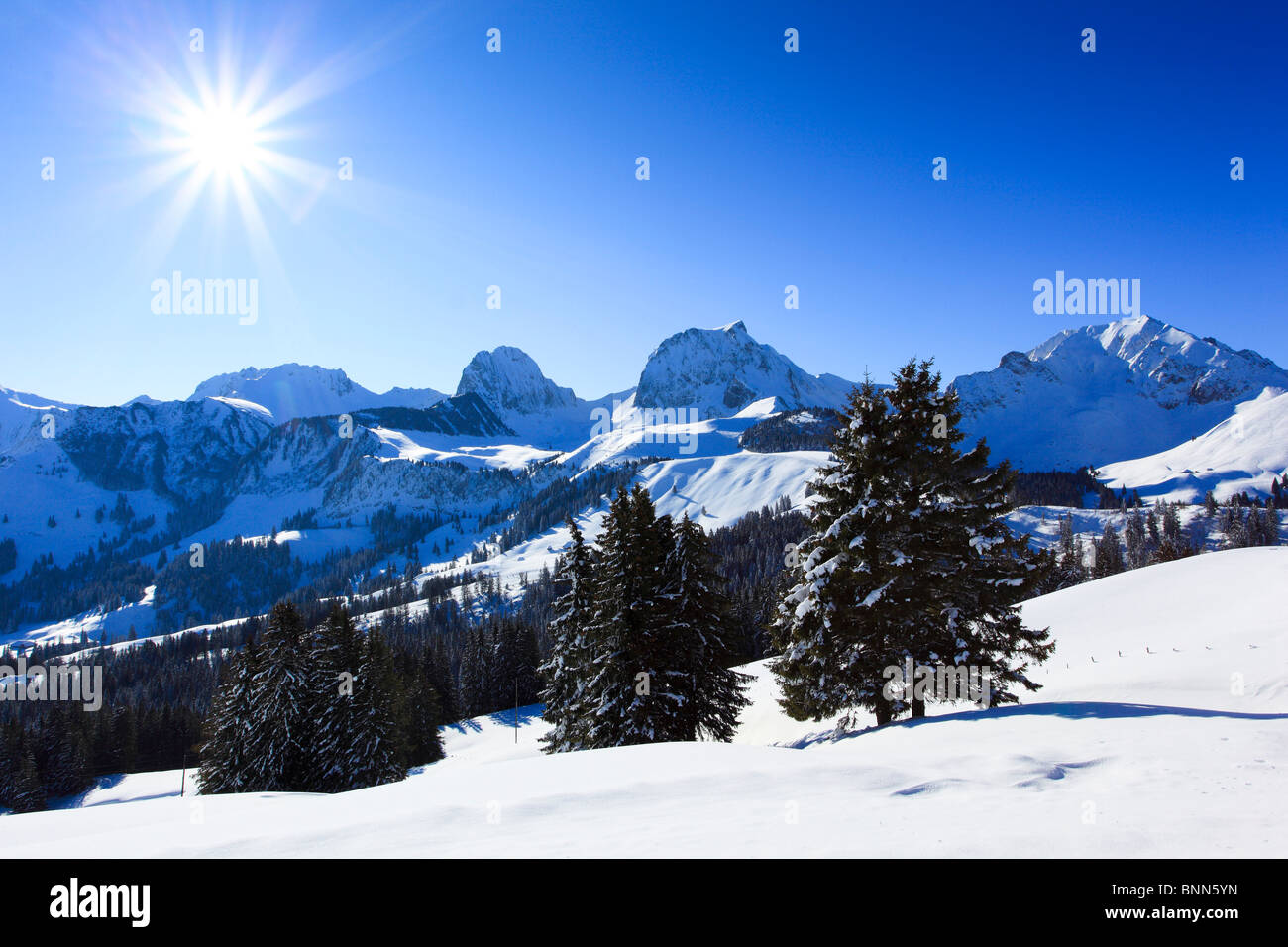 Alps alpine Alpine panorama view tree tree border mountain mountain ...