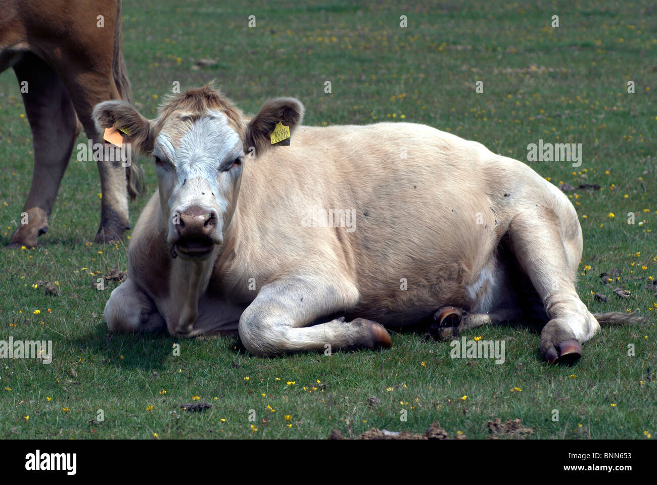 Bellowing Cow High Resolution Stock Photography and Images - Alamy