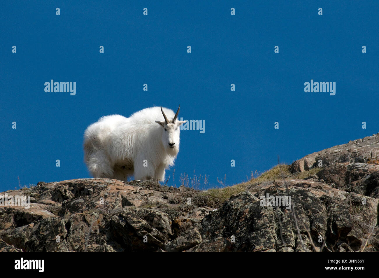 Goat mountain goat portrait white oreamnos americanus rock Yukon Canada ...