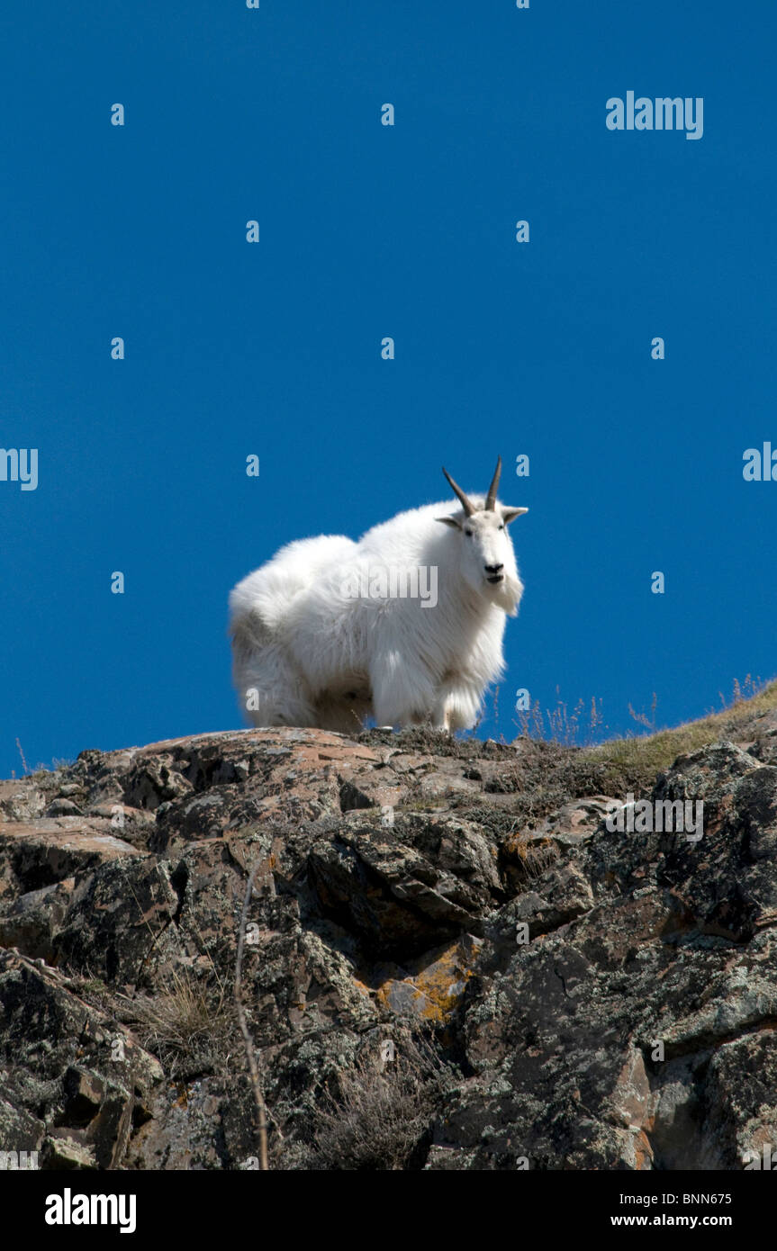 Goat mountain goat portrait white oreamnos americanus rock Yukon Canada ...