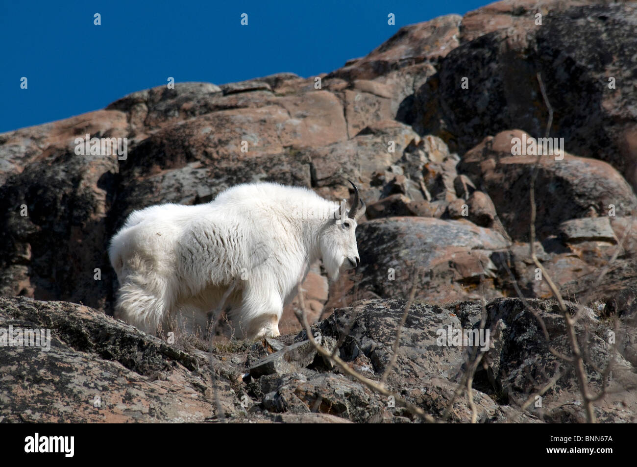 Goat mountain goat portrait white oreamnos americanus rock Yukon Canada ...