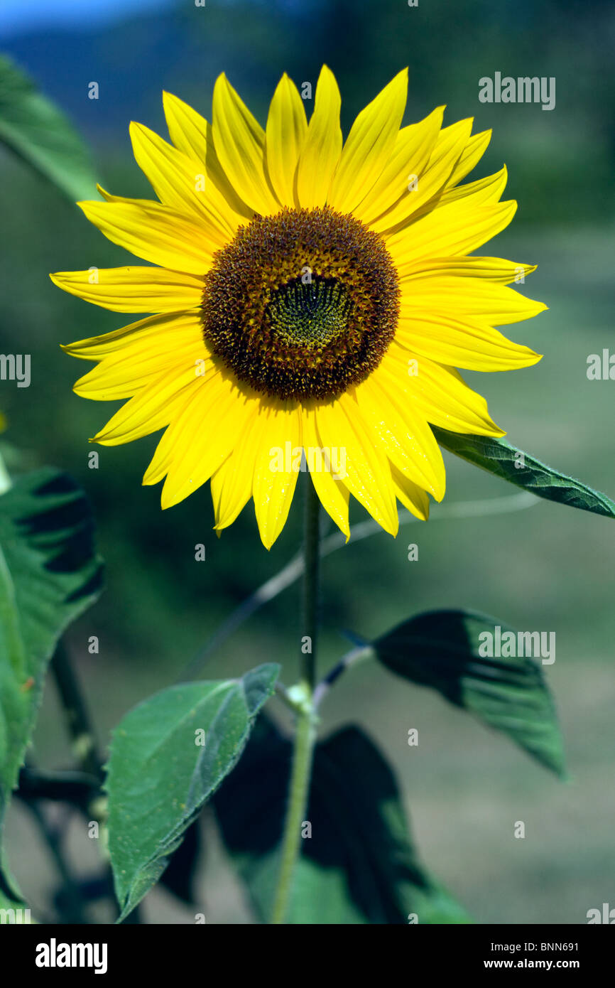 Yellow sunflower in the sunlight Stock Photo - Alamy