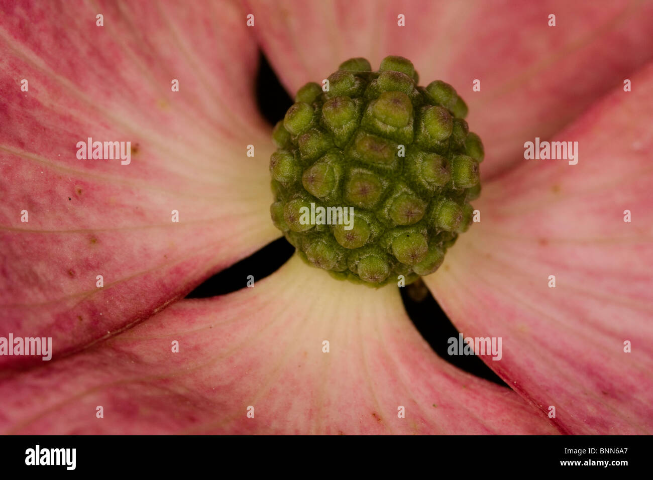 Middle petal hi-res stock photography and images - Alamy