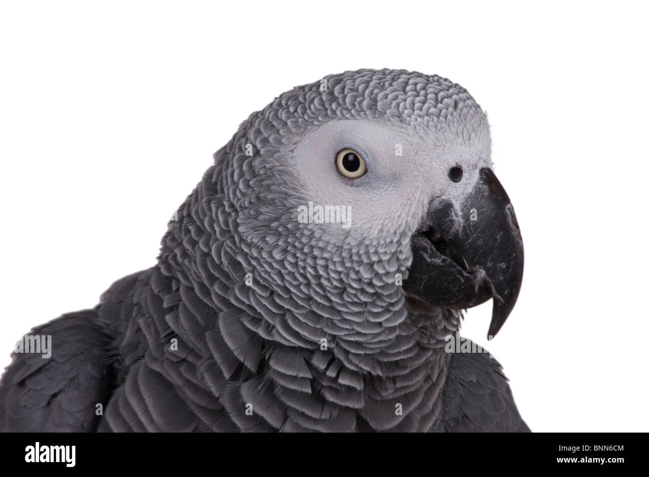 Exotic parrot isolated white hi-res stock photography and images - Alamy