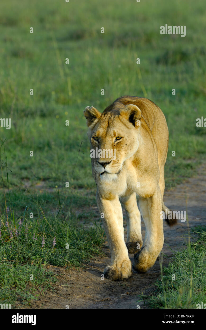 Prowling lion, Panthera leo, Masai Mara National Reserve, Kenya Stock ...