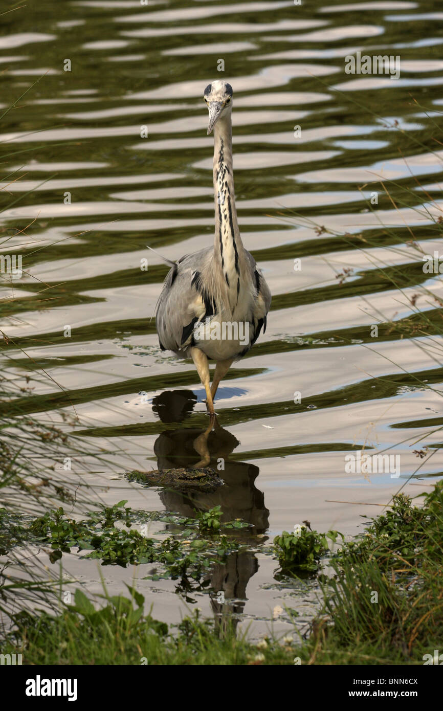 A vertical shot of a Grey Heron head on facing the camera stood in a ...