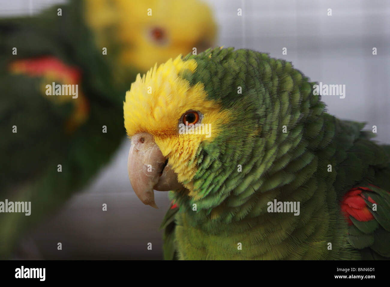 Head shot of a yellow headed amazon parrot, with another out of focus ...