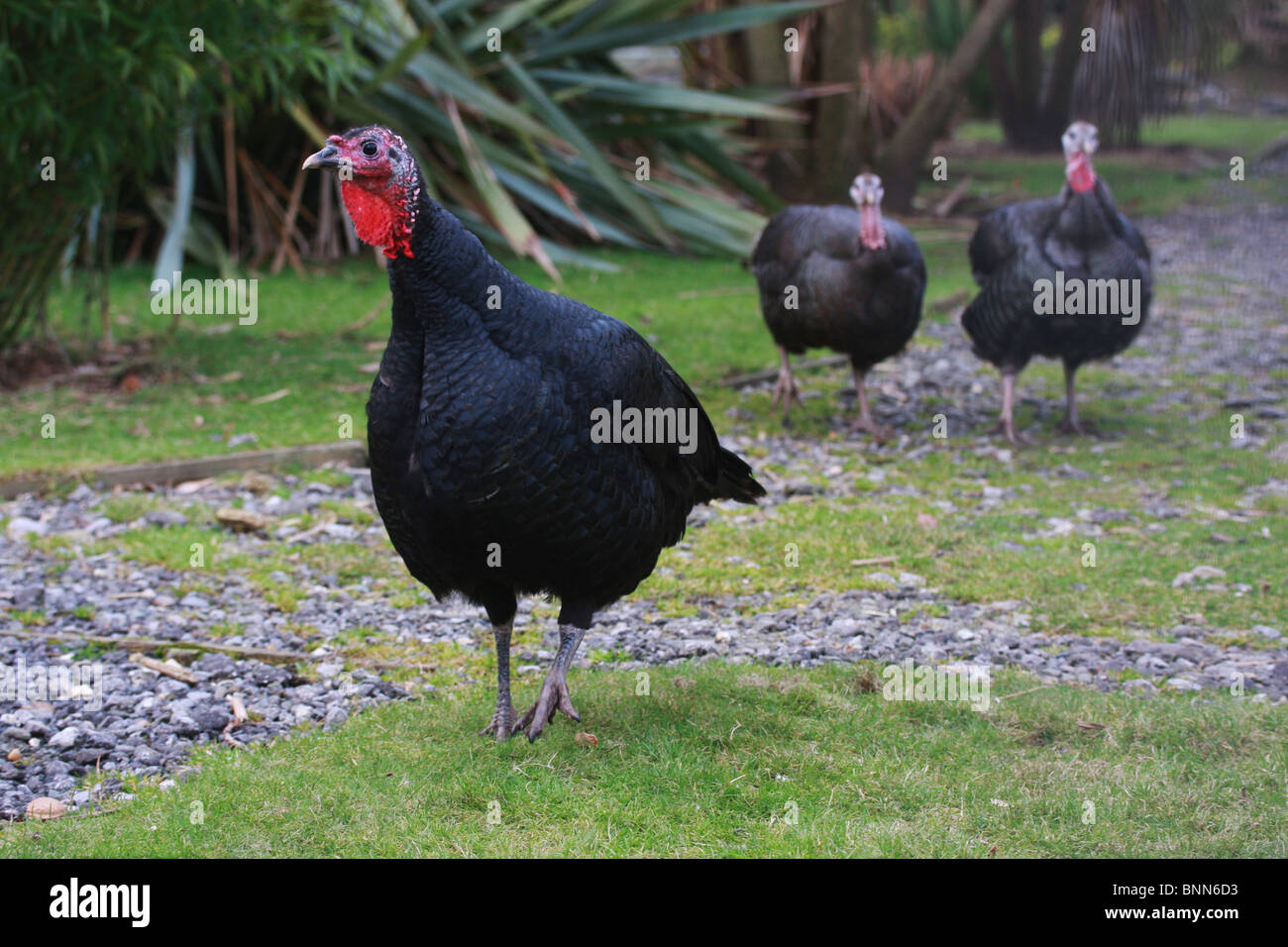 Three young free range domestic turkeys. One male and two female Stock ...
