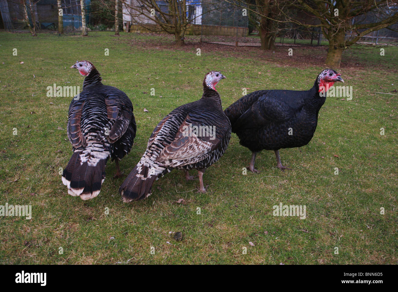 Young turkeys hi-res stock photography and images - Alamy