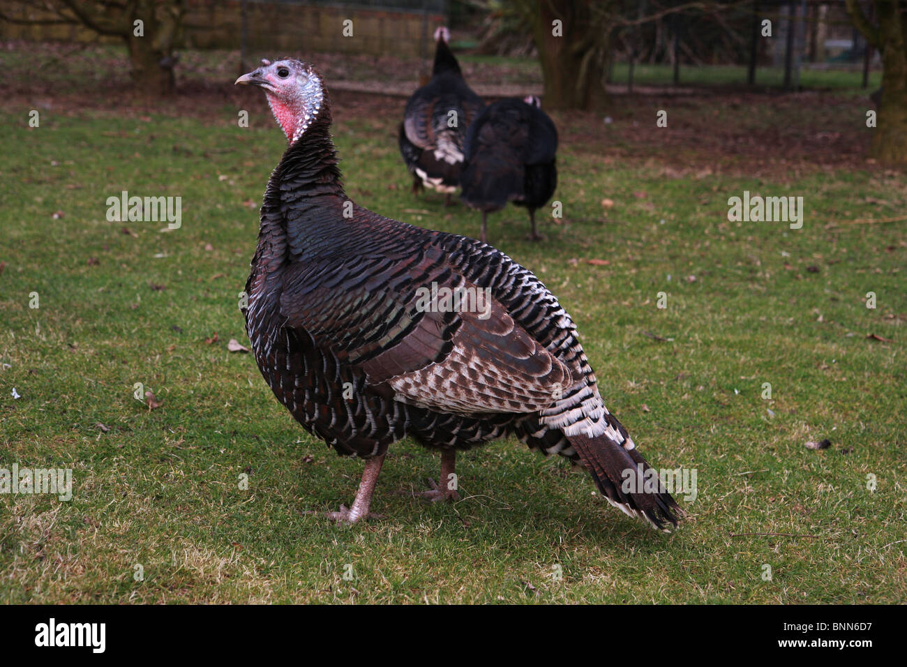 Side view of one young free range domestic turkey, with two more out of ...