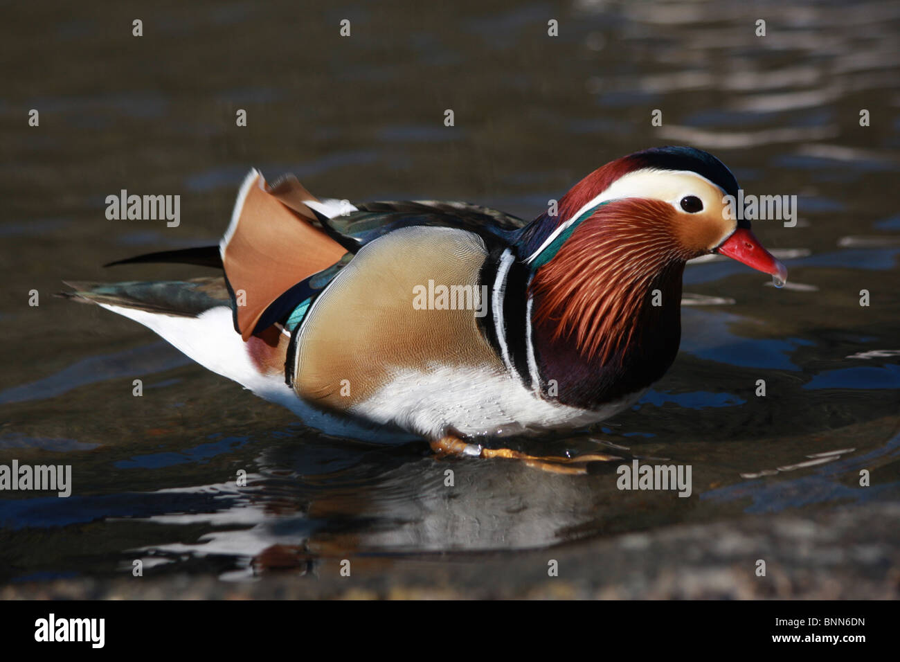 A male mandarin duck in water with a drip on his beak Stock Photo - Alamy